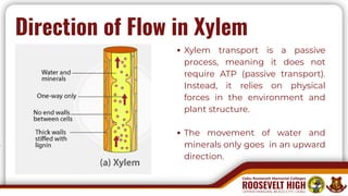 Transport System in Plants (Xylem and Phloem).pdf