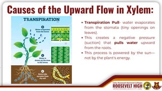 Transport System in Plants (Xylem and Phloem).pdf