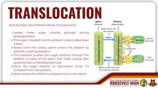 Transport System in Plants (Xylem and Phloem).pdf