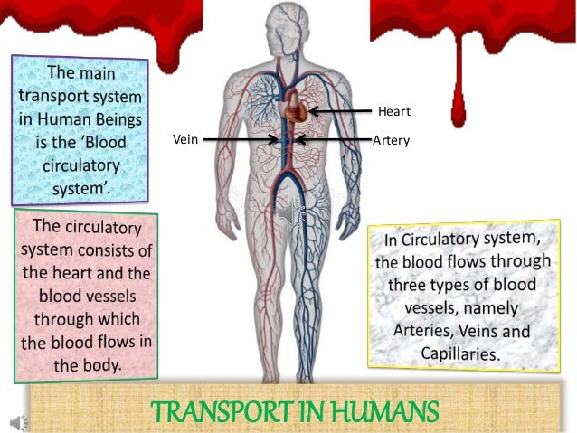 Transport system of human body