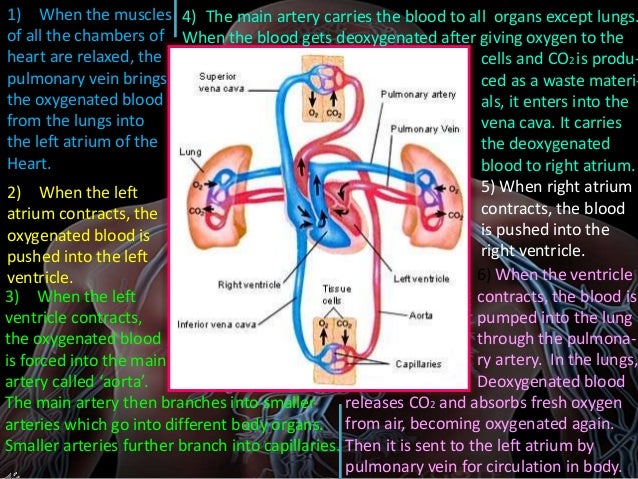 Transportation System In Human Body The Cardiovascular System: River