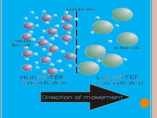 Transport System of the Cell | PPTX