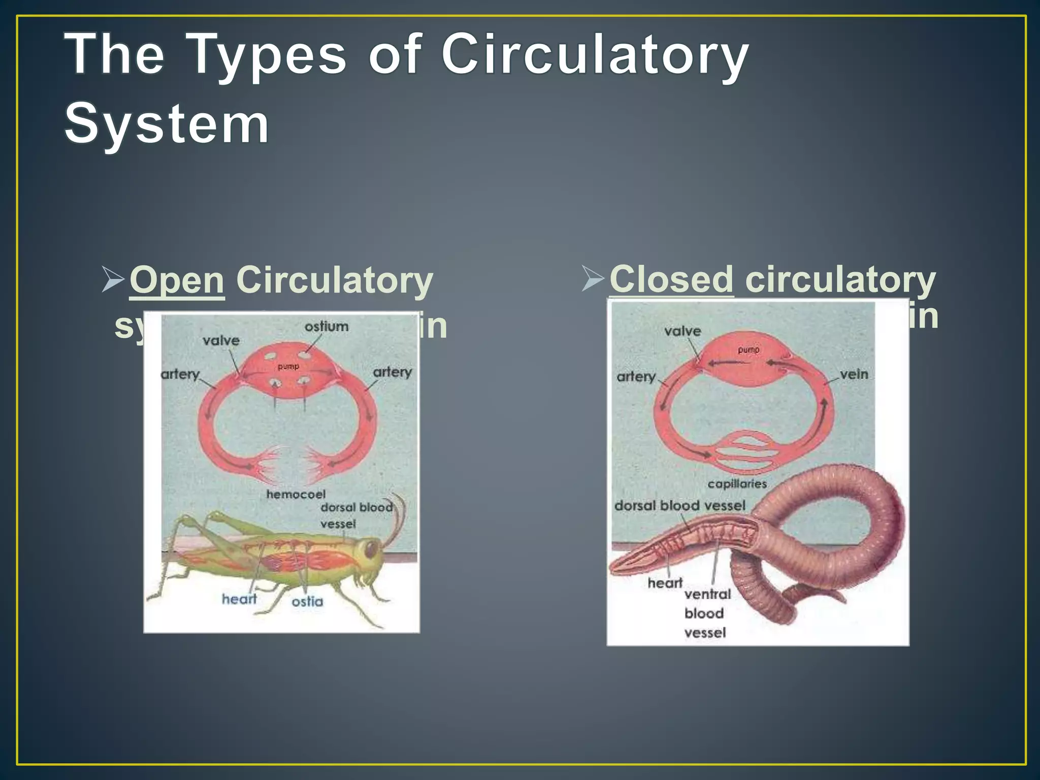 Transport systems in mammals | PPT