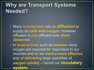 Transport systems in mammals | PPT