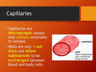 Transport Systems in Mammals | PPTX