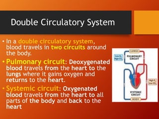 Transport Systems in Mammals | PPTX