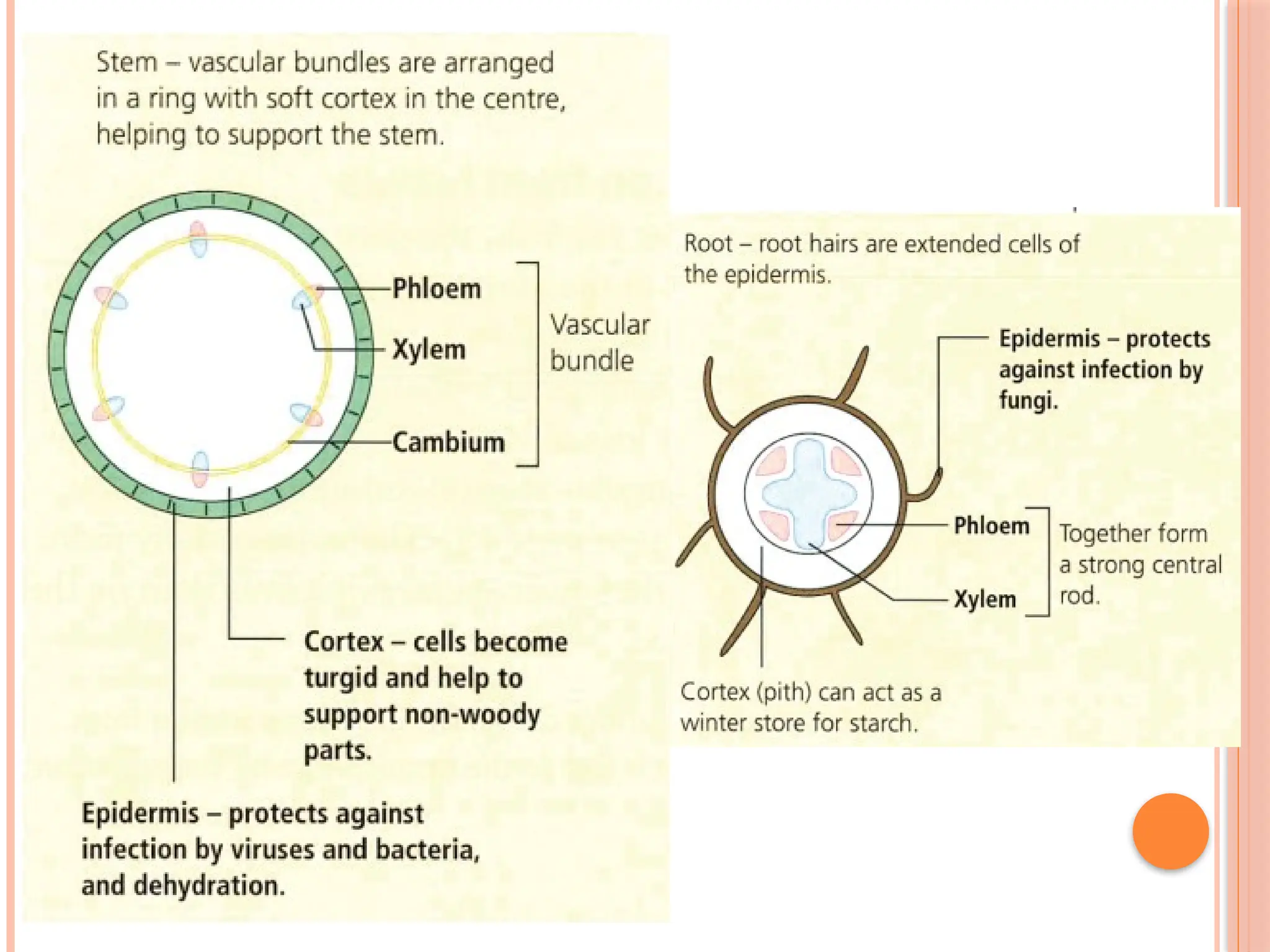 Transport_Systems_in_Plants for the 8th grade.pptx