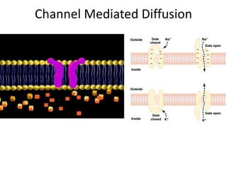 Transport through cell membrane.pptx