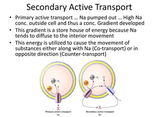 Transport through cell membrane.pptx