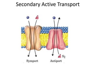 Transport through cell membrane.pptx