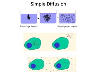 Transport through cell membrane.pptx