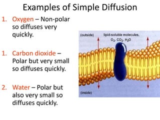 Transport through cell membrane.pptx