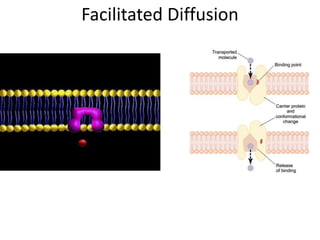 Transport through cell membrane.pptx