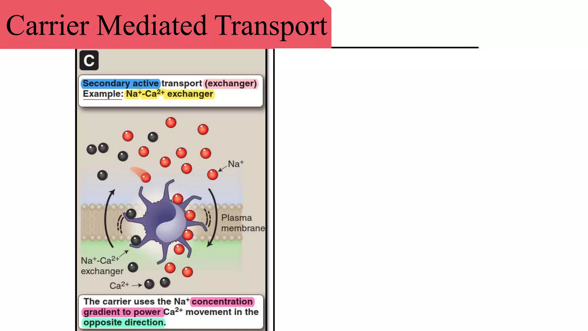 Transport Through Cell Membrane.pptx