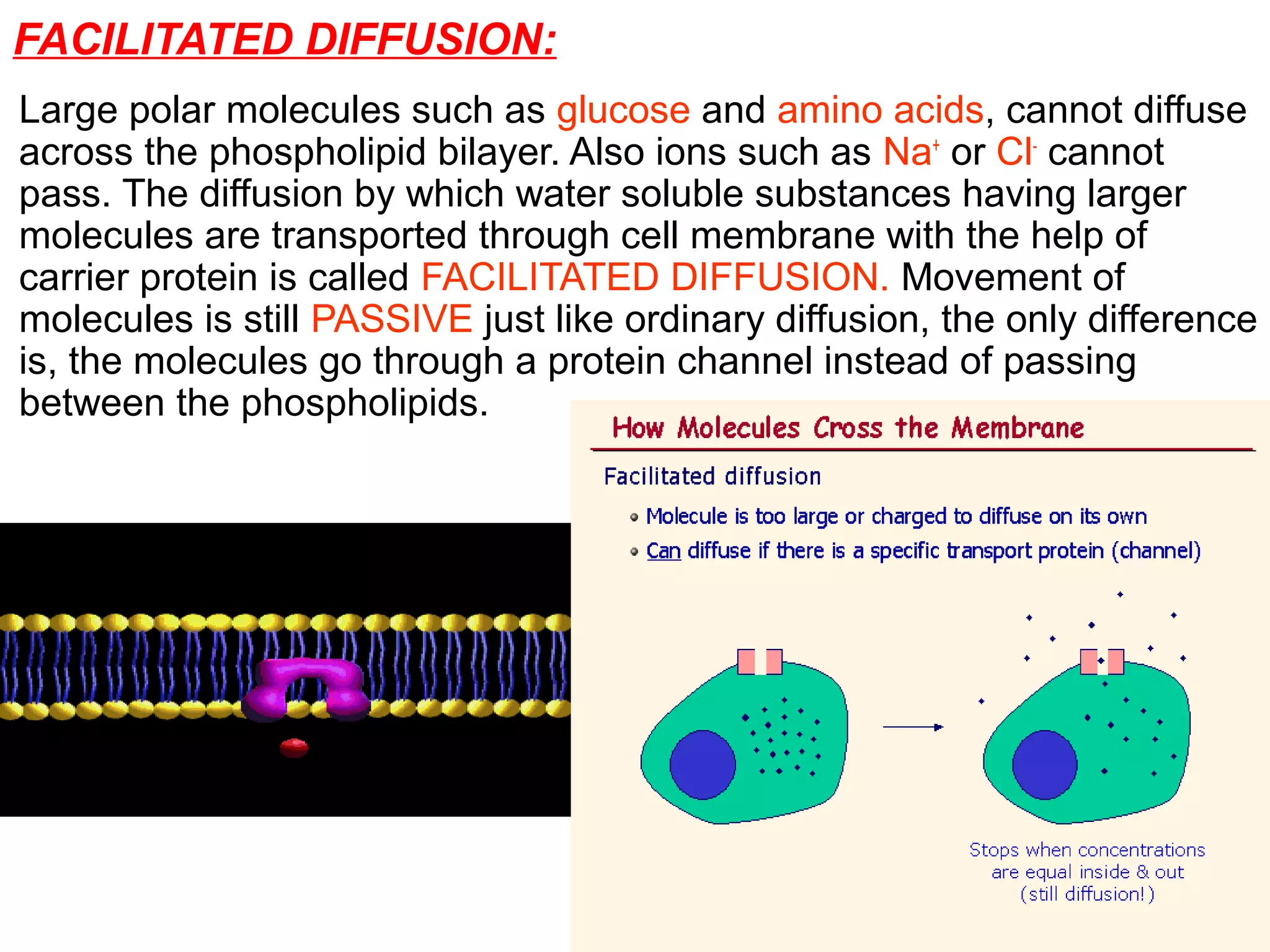 Transport through cell membrane | PPT