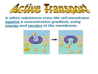 Transport through cell membrane | PPT