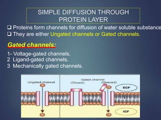 Transport through cell membrane | PPT