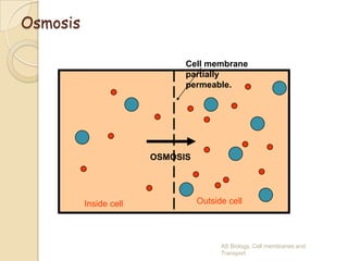 Transport Through Cell Membranes | PPT
