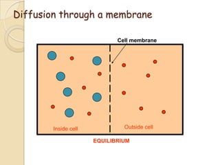 Transport Through Cell Membranes | PPT