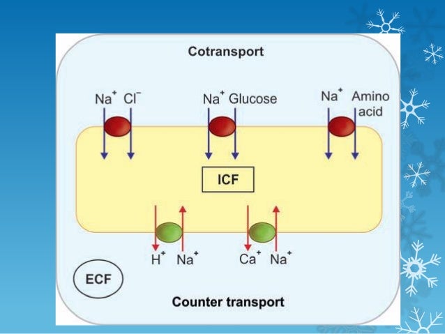 Transport through plasma membrane