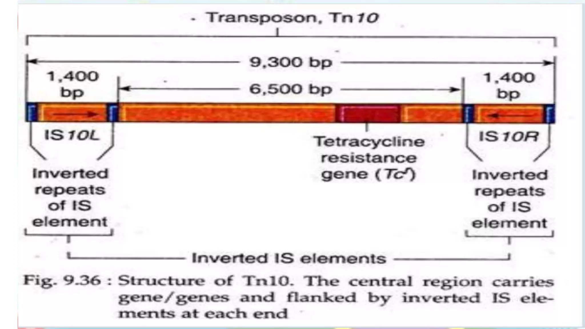 Transposable Elements | PPTX