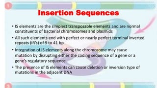 Transposable Elements | PPT