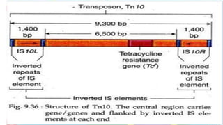 Transposable Elements | PPT