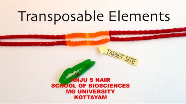 Transposable Elements | PPT