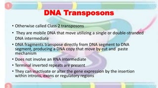 Transposable Elements | PPT