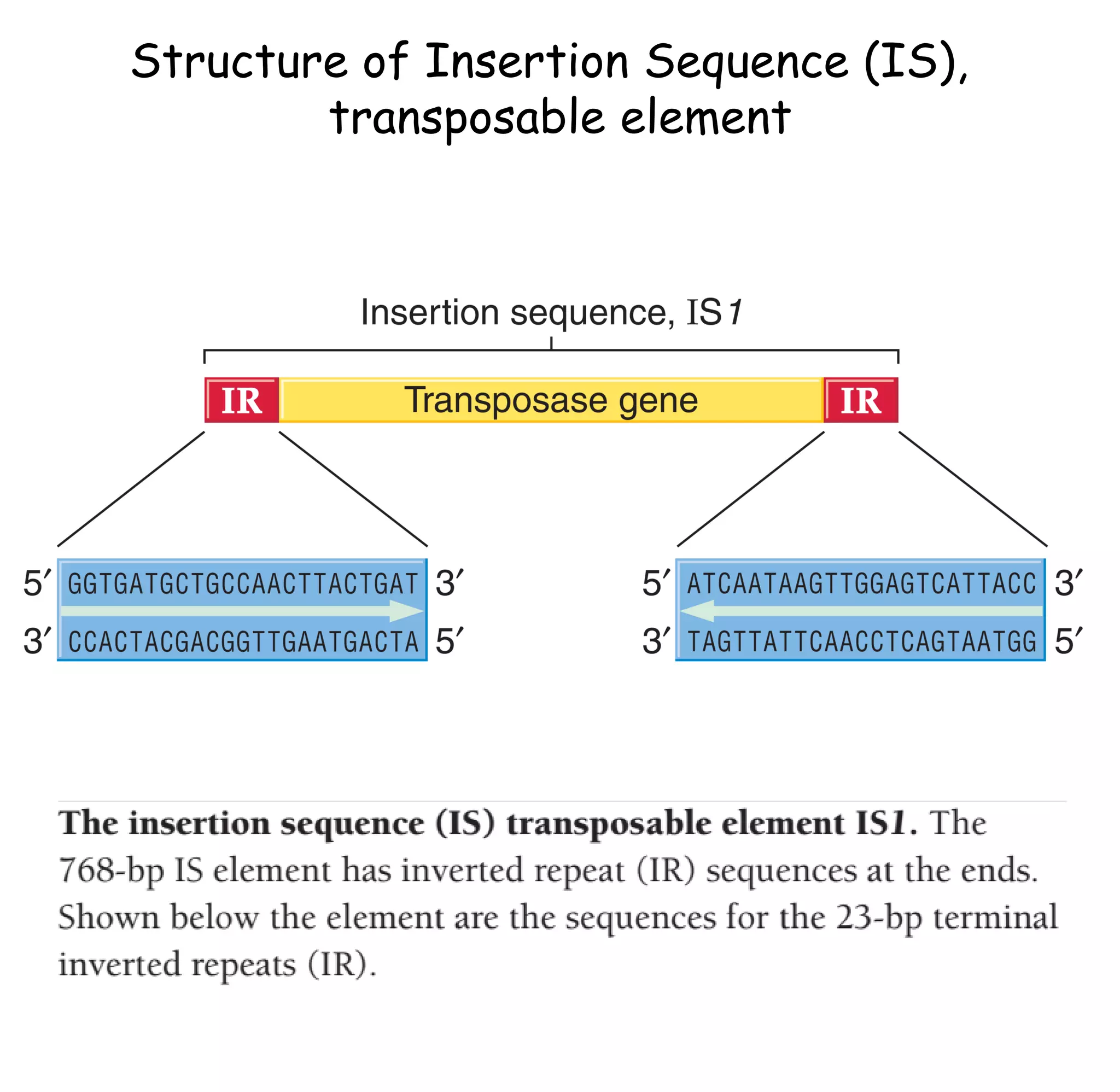 transposable element.pdf