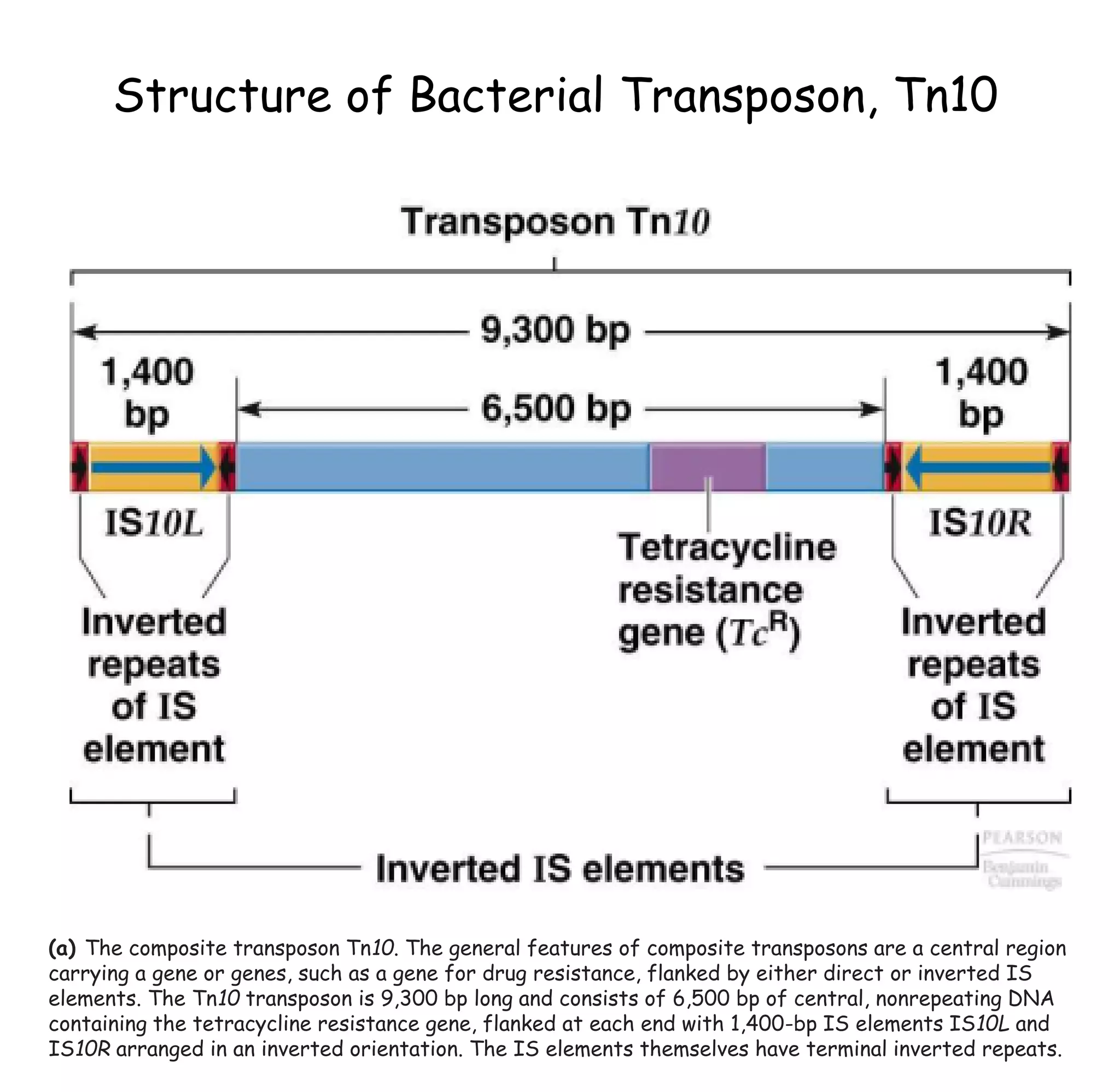transposable element.pdf