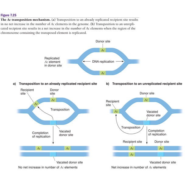 transposable element.pdf