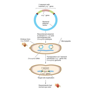 transposable element.pdf