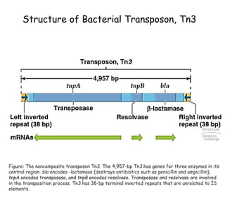 transposable element.pdf