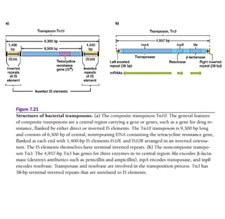 transposable element.pdf