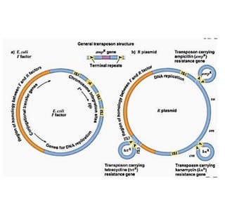 transposable element.pdf