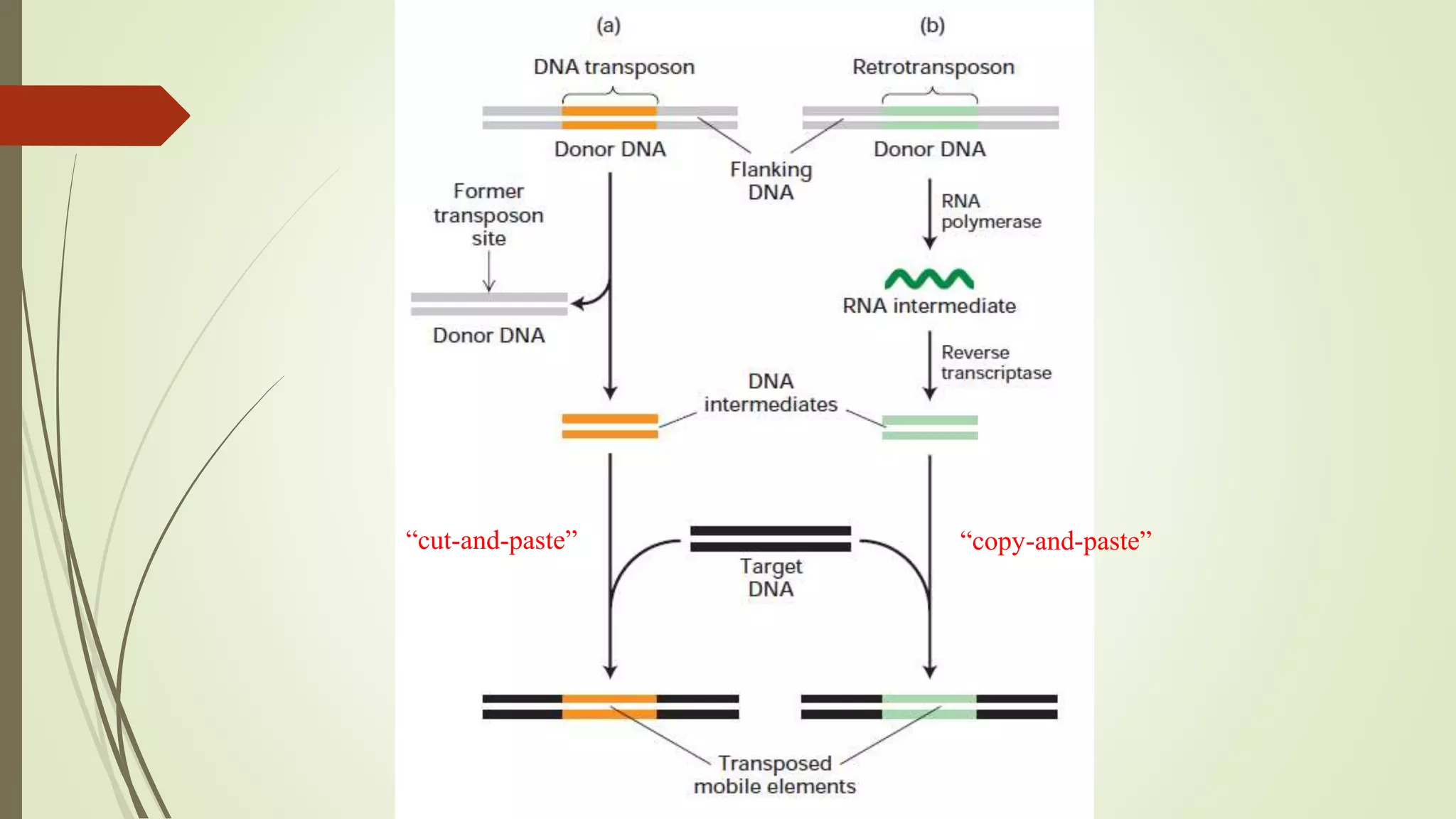 Transposable elements | PPTX