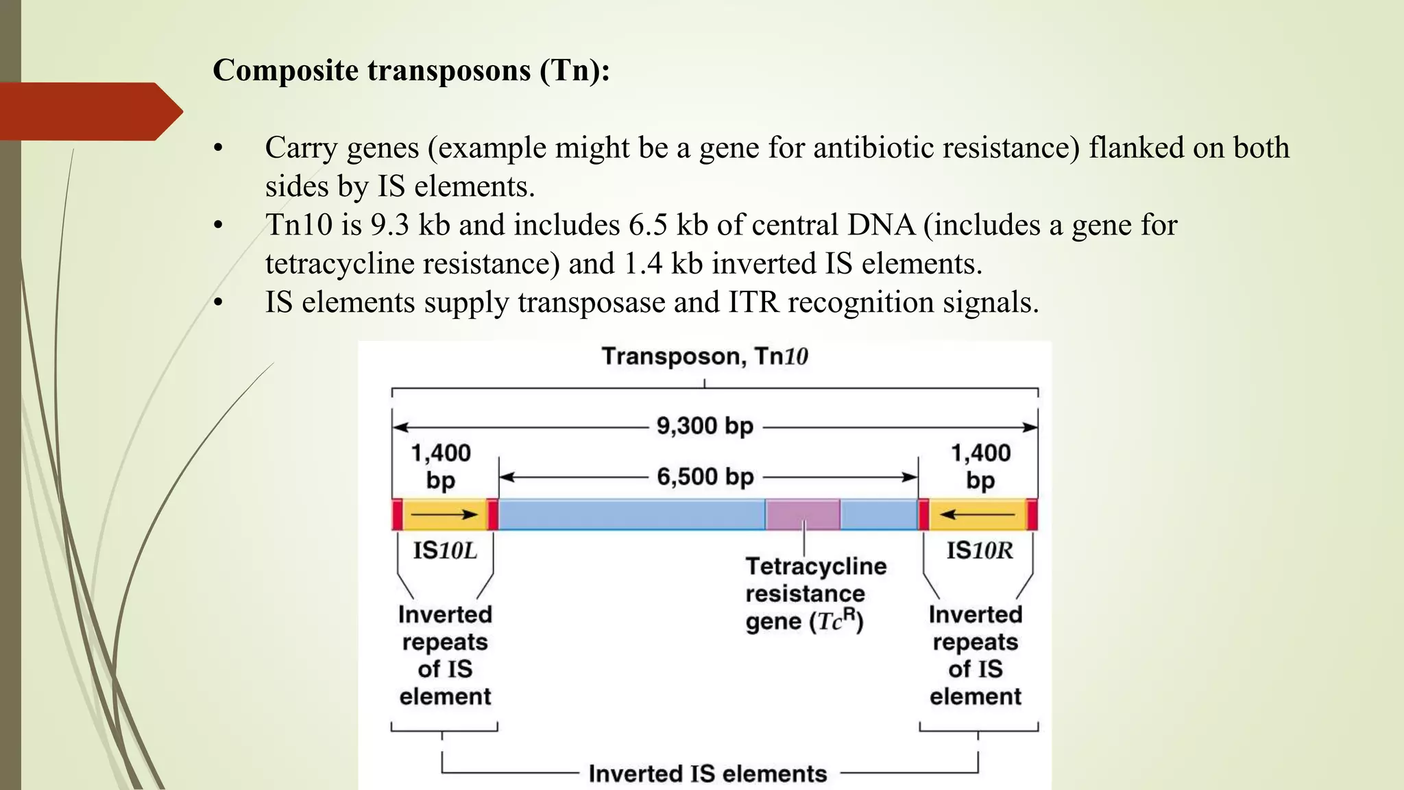 Transposable elements | PPTX