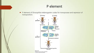 Transposable elements | PPTX