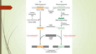 Transposable elements | PPTX