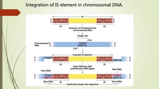 Transposable elements | PPTX