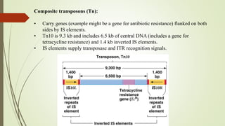 Transposable elements | PPTX