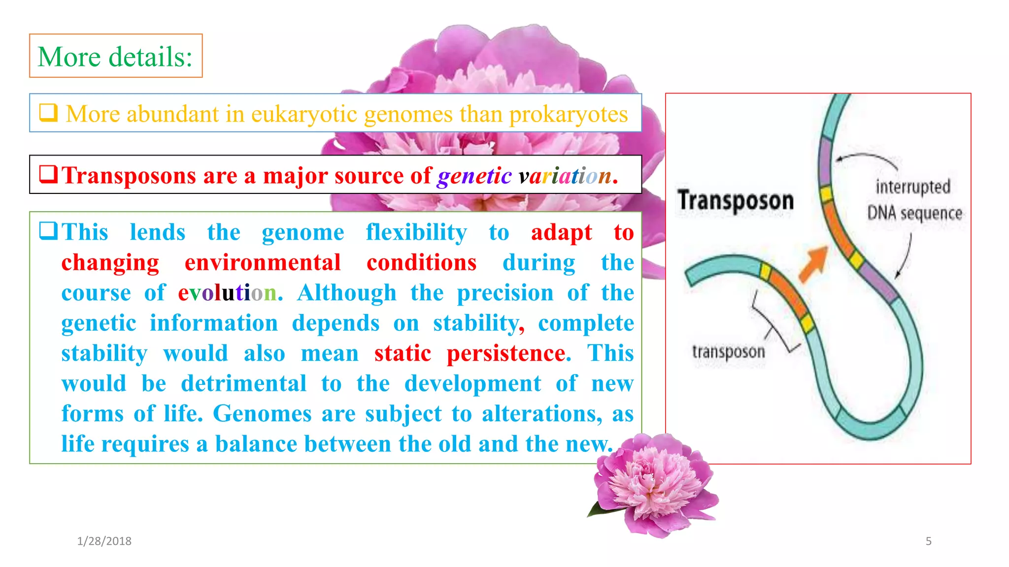 Transposable elements | PPT