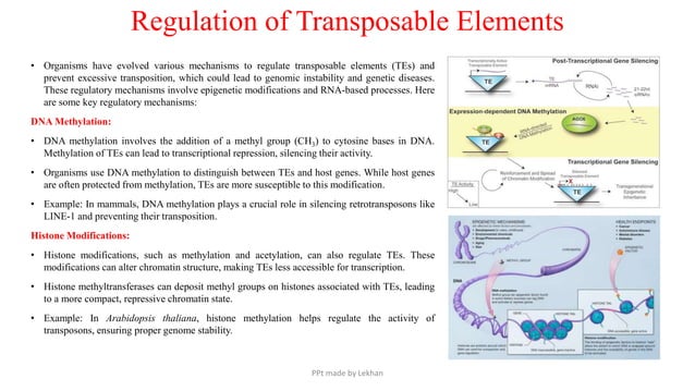 Transposable Elements I Role and Types of TEs | PPTX