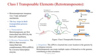 Transposable Elements I Role and Types of TEs | PPTX