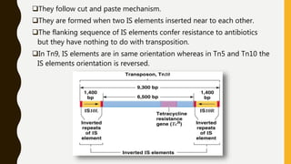 Transposable elements - MAYUR SONAGARA | PPTX