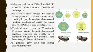 Transposable elements - MAYUR SONAGARA | PPTX