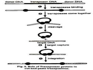 Transposable elements | PPTX
