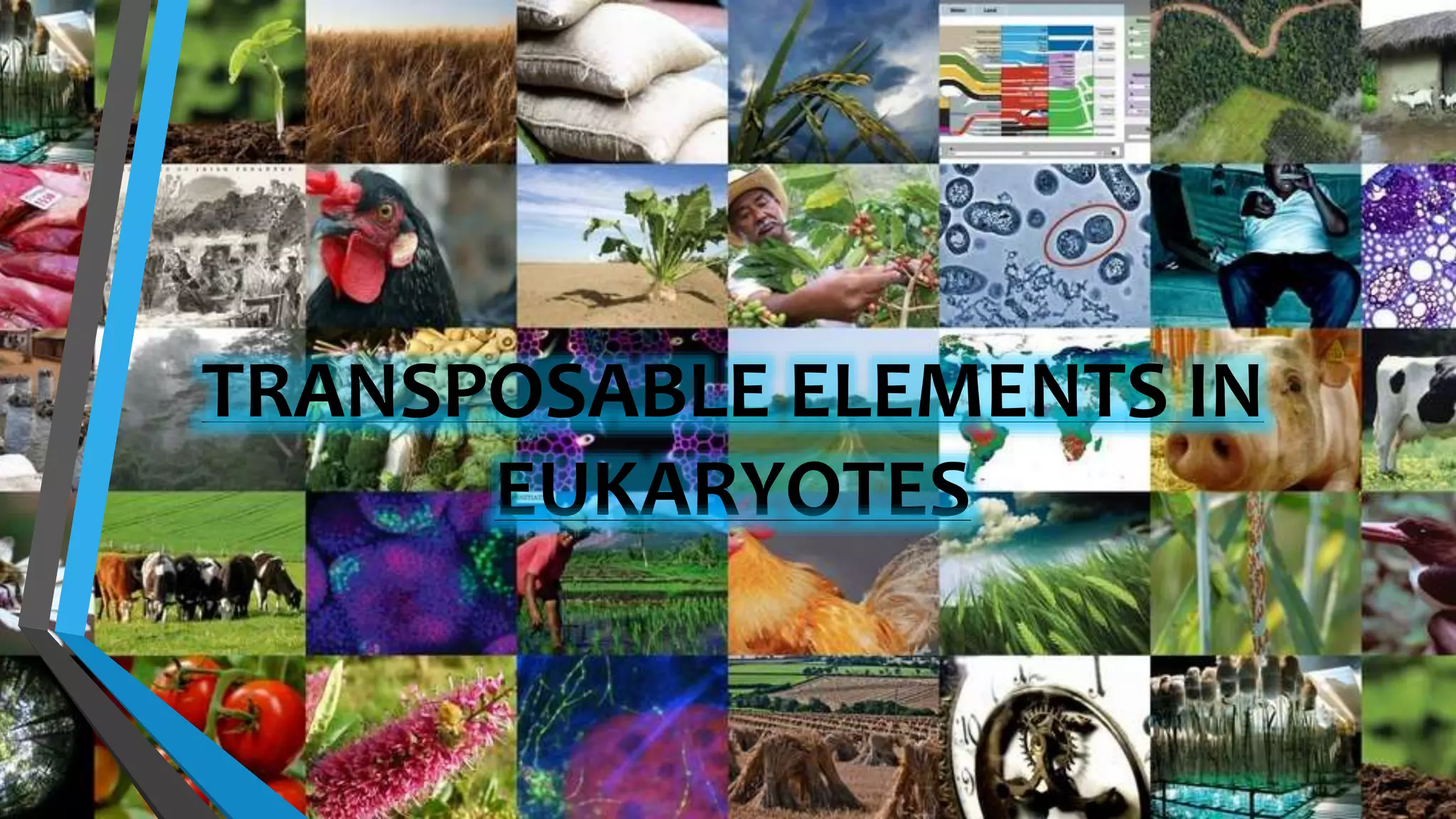 Transposable elements in Maize And Drosophila | PPTX