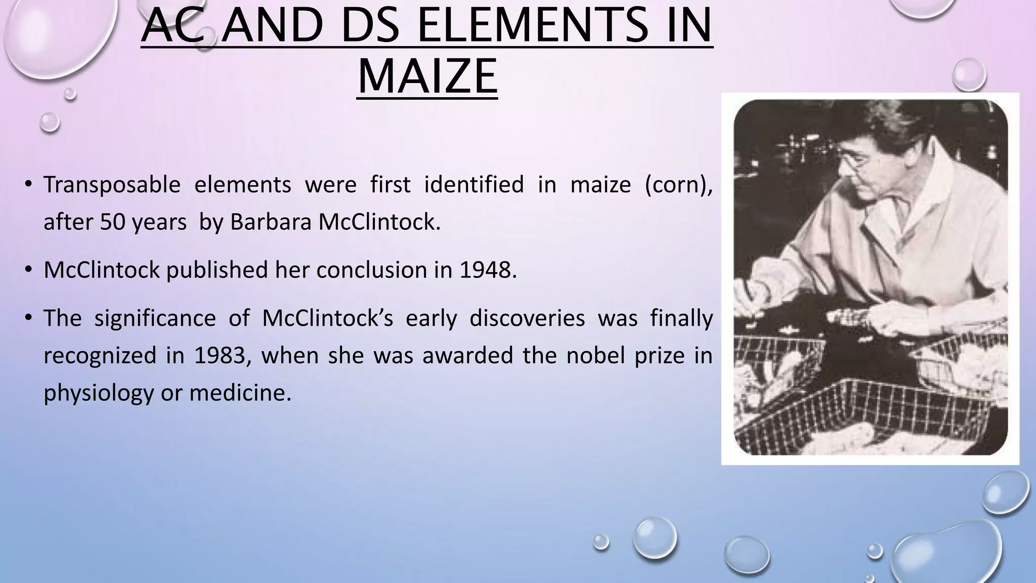 Transposable elements in Maize And Drosophila | PPTX